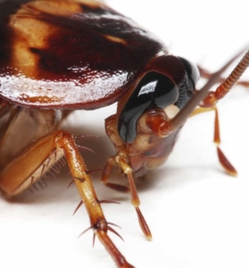 Cómo se reproducen las cucarachas? 】 Ciclo de vida reproducción de ...