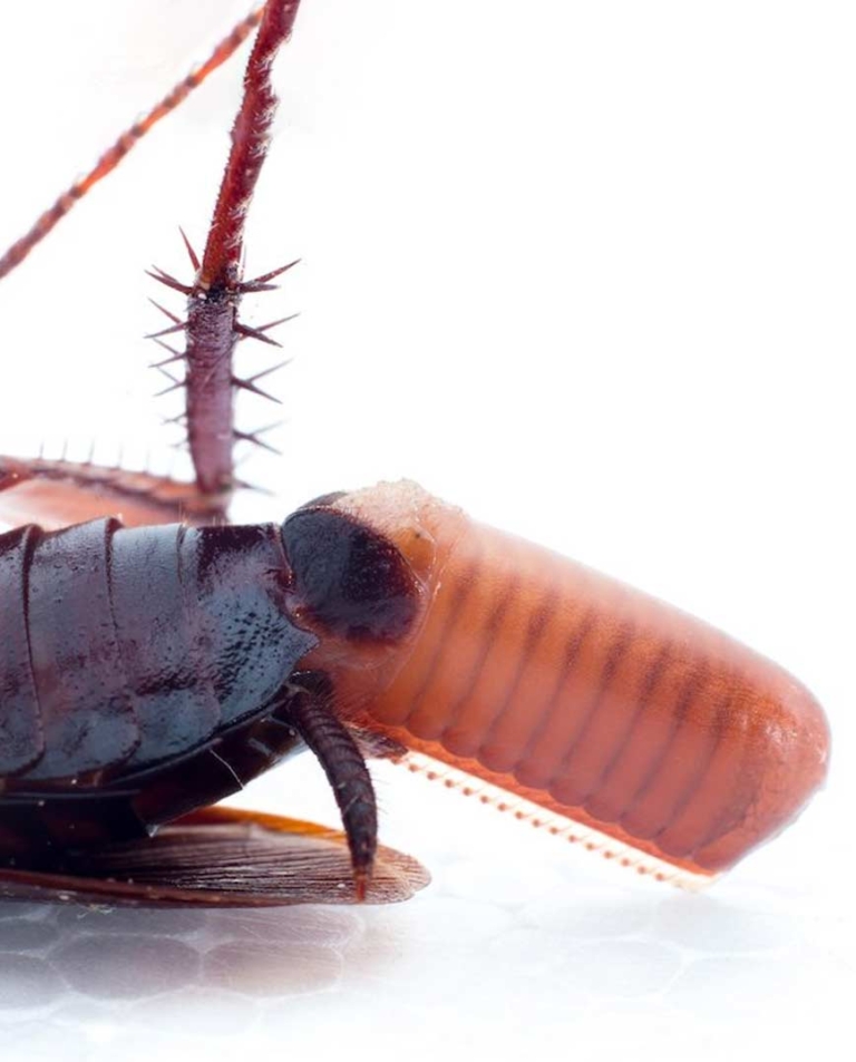 Cómo se reproducen las cucarachas? 】 Ciclo de vida reproducción de ...